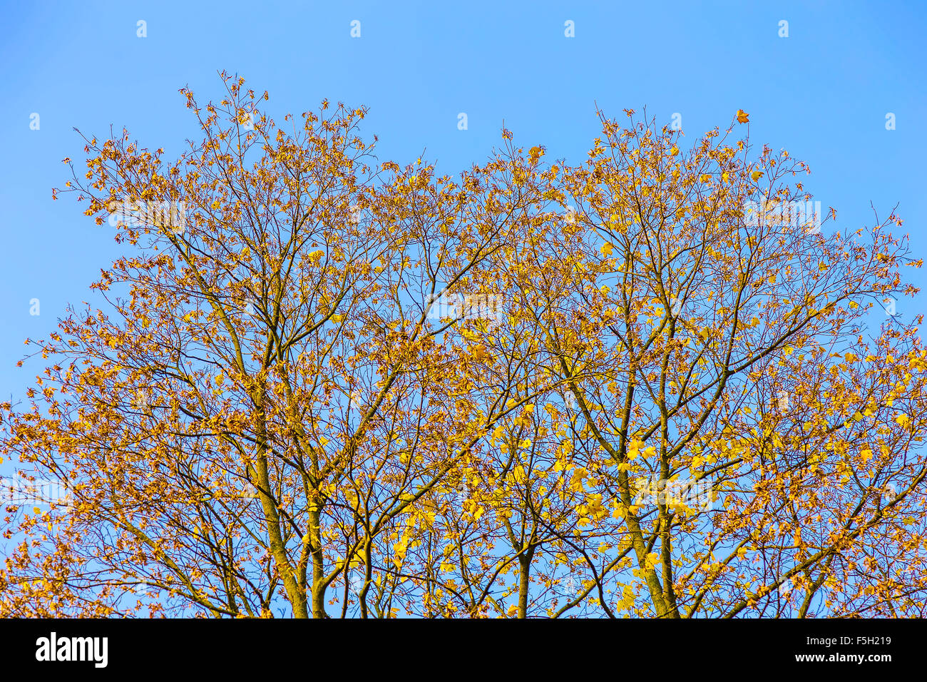 Branchy Trees with Autumn Leaves on Background of Sky Stock Photo - Alamy