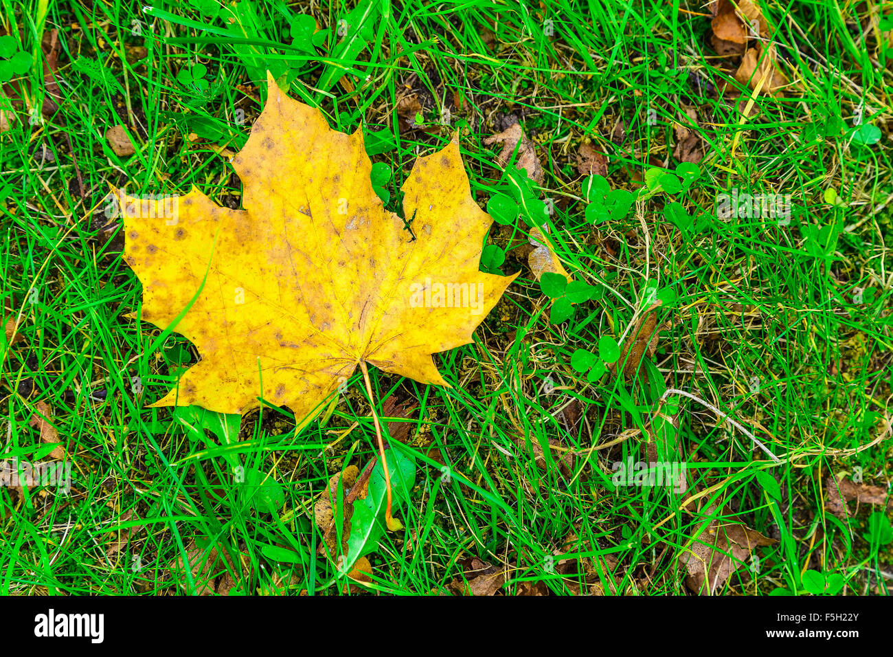Autumn Yellow Maple Leaf at the Green Grass Stock Photo - Alamy
