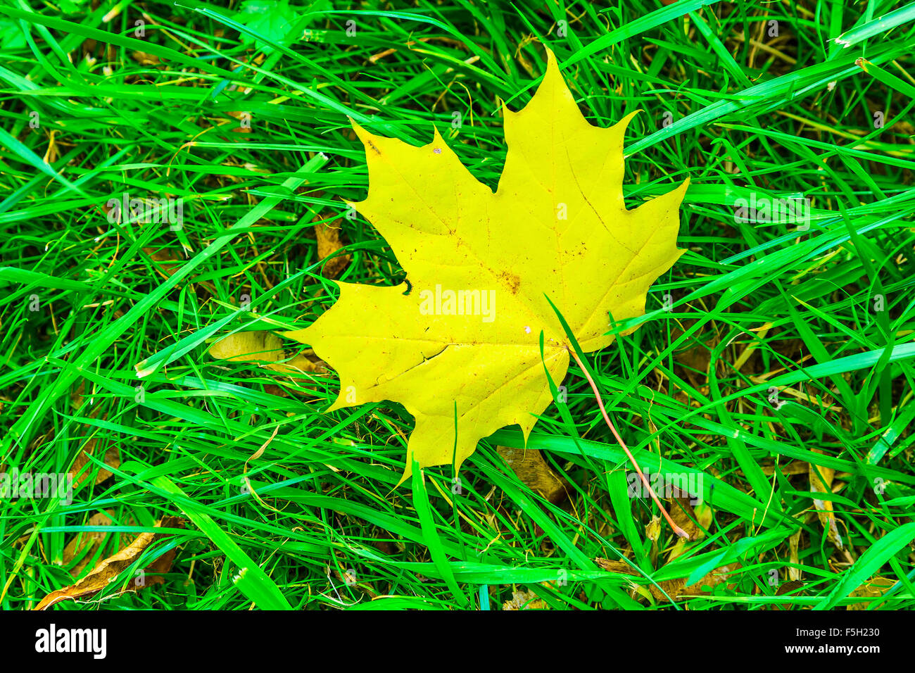The landscape of the maple leaf hi-res stock photography and images - Alamy