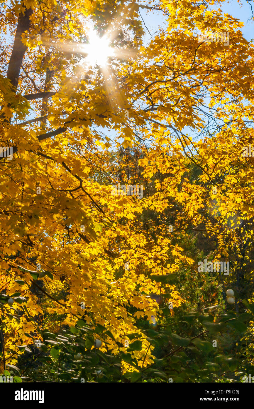 Sun Shining Through The Maple Tree Stock Photo - Alamy