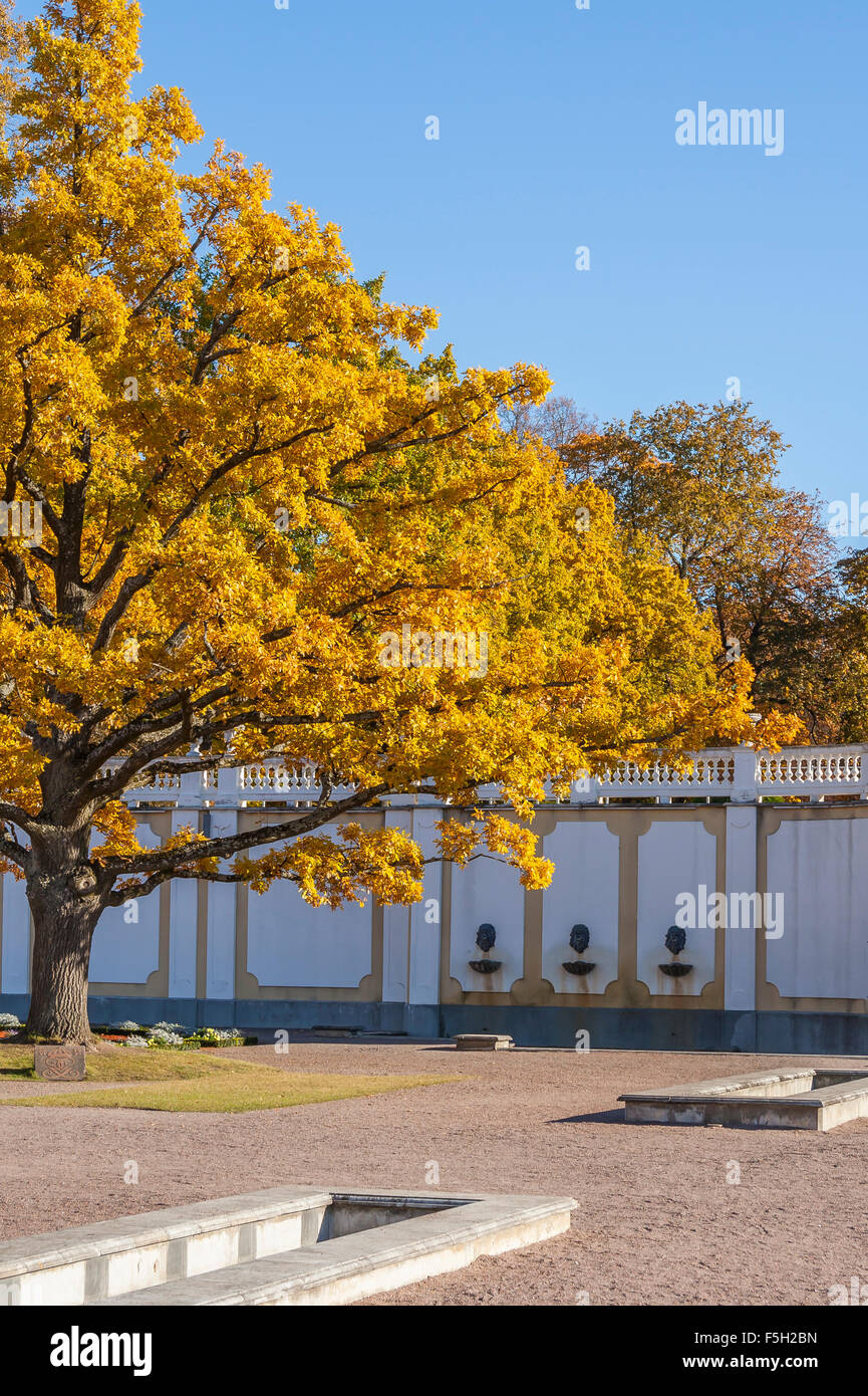 Golden oak tree hi-res stock photography and images - Alamy