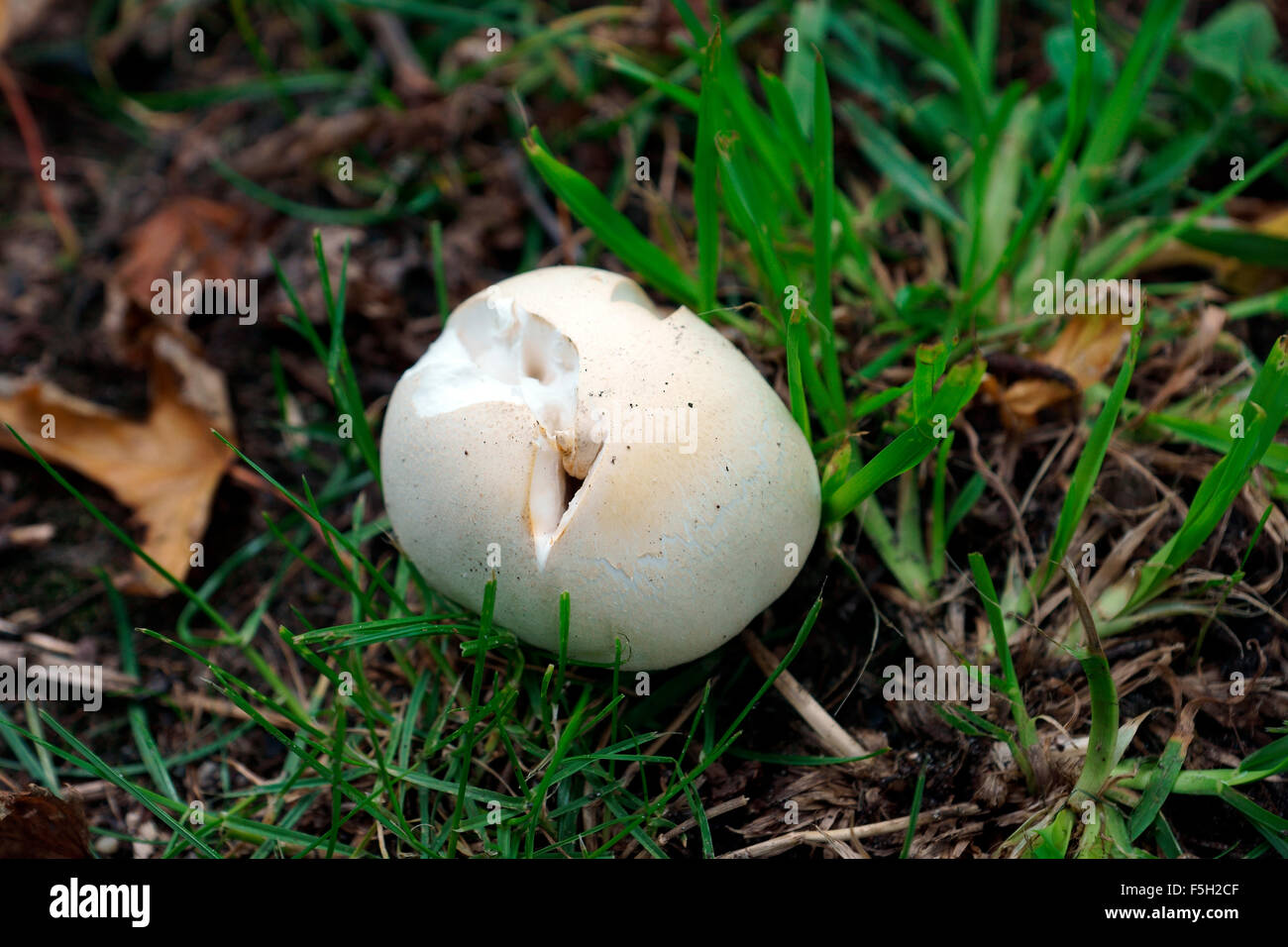 Its rotting flesh odour hi-res stock photography and images - Alamy