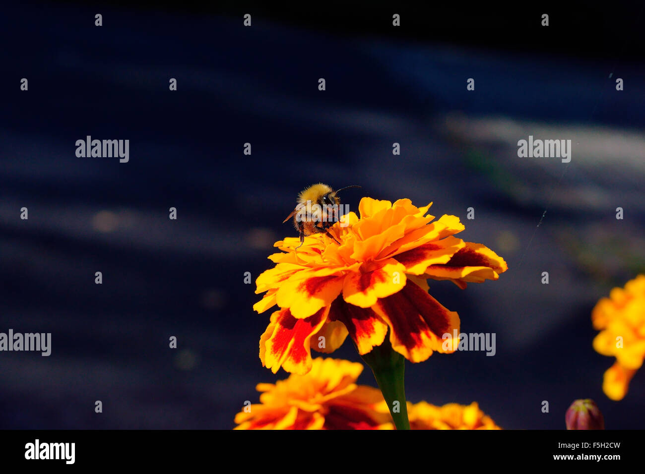 Bee landing on marigold hi-res stock photography and images - Alamy