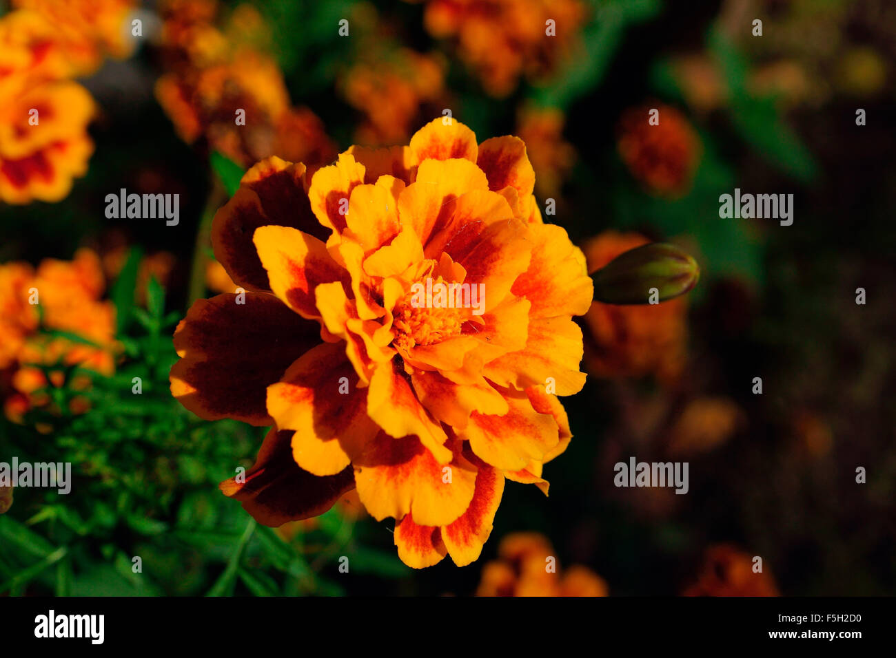 Marigold honeycomb hi-res stock photography and images - Alamy