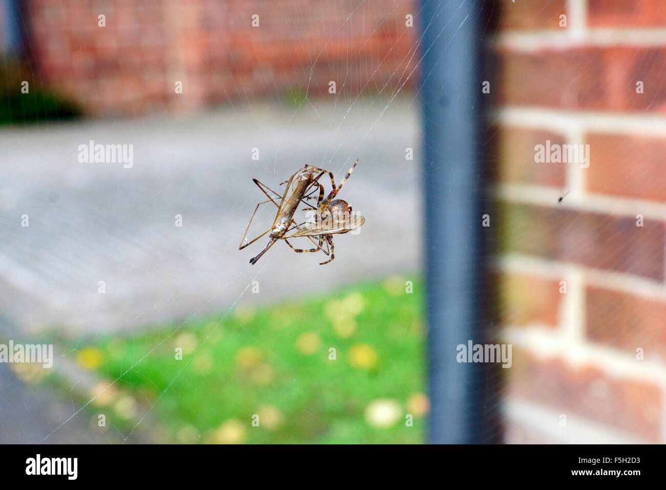 ORB SPIDER WRAPPING A CRANE FLY Stock Photo - Alamy