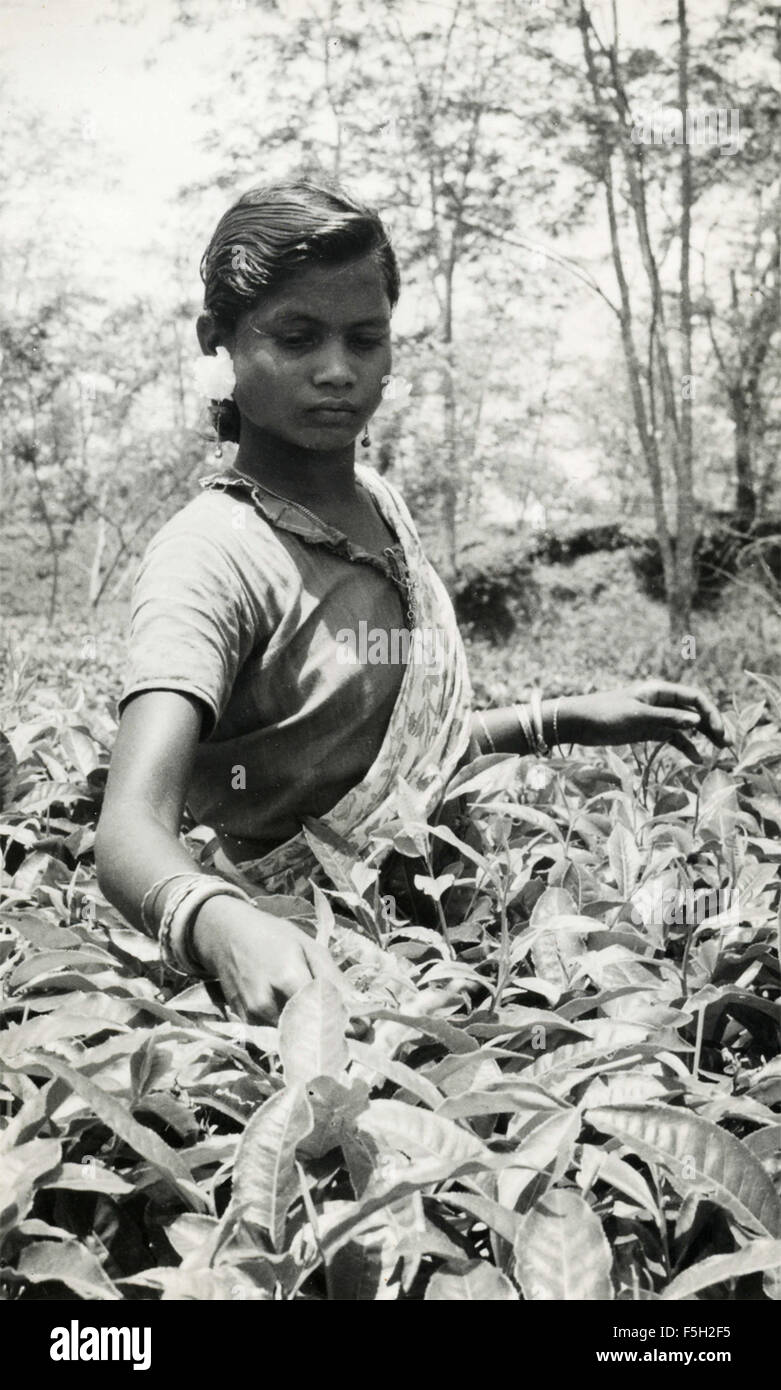 A woman working in a tea plantation, Pakistan Stock Photo - Alamy