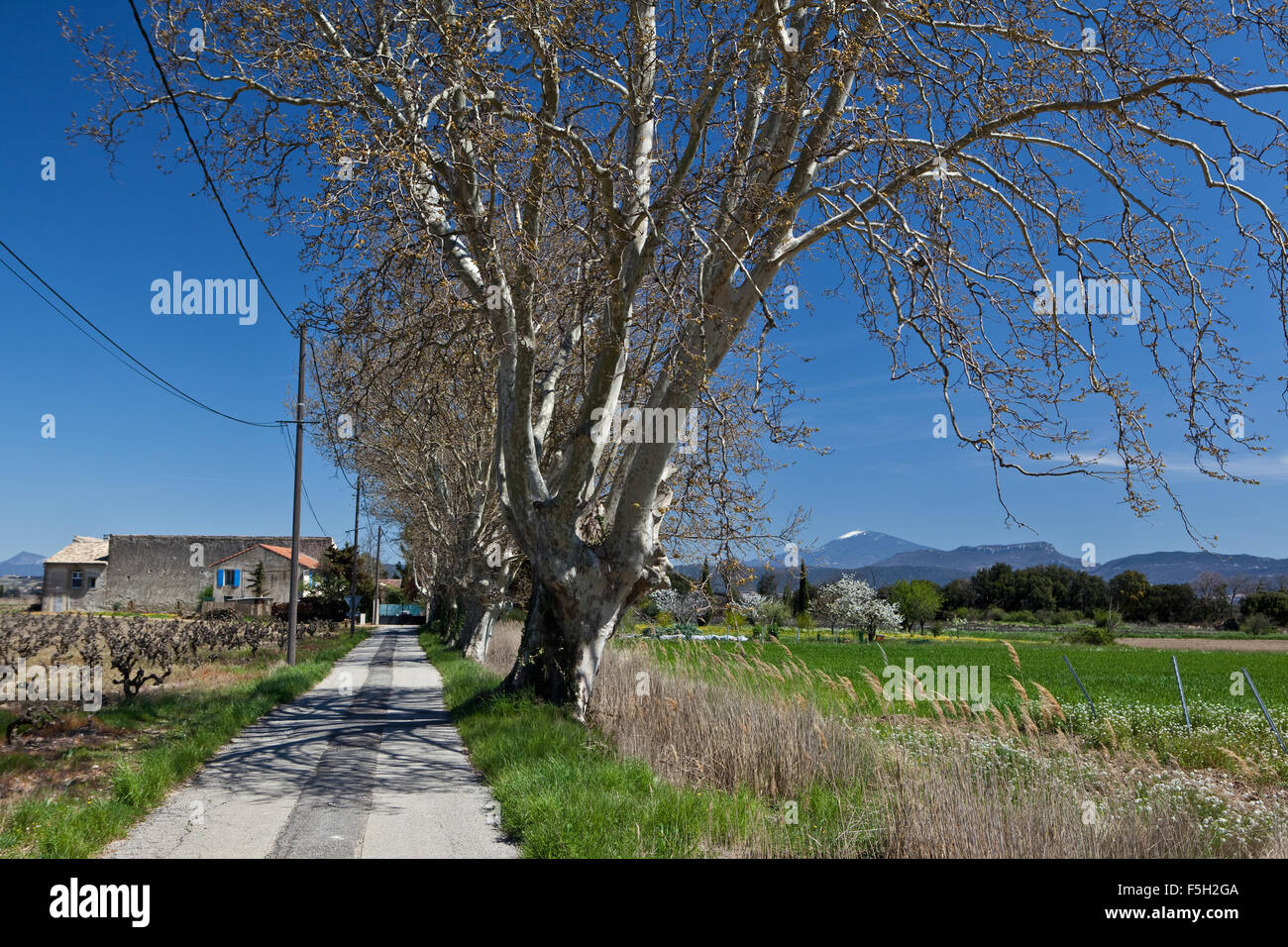 Rasteau a village at the foots of Mont Ventoux Stock Photo - Alamy
