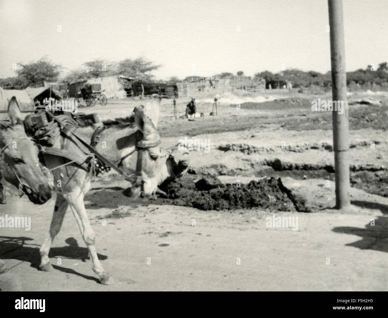 Pair of donkeys pulling a cart, Pakistan Stock Photo - Alamy