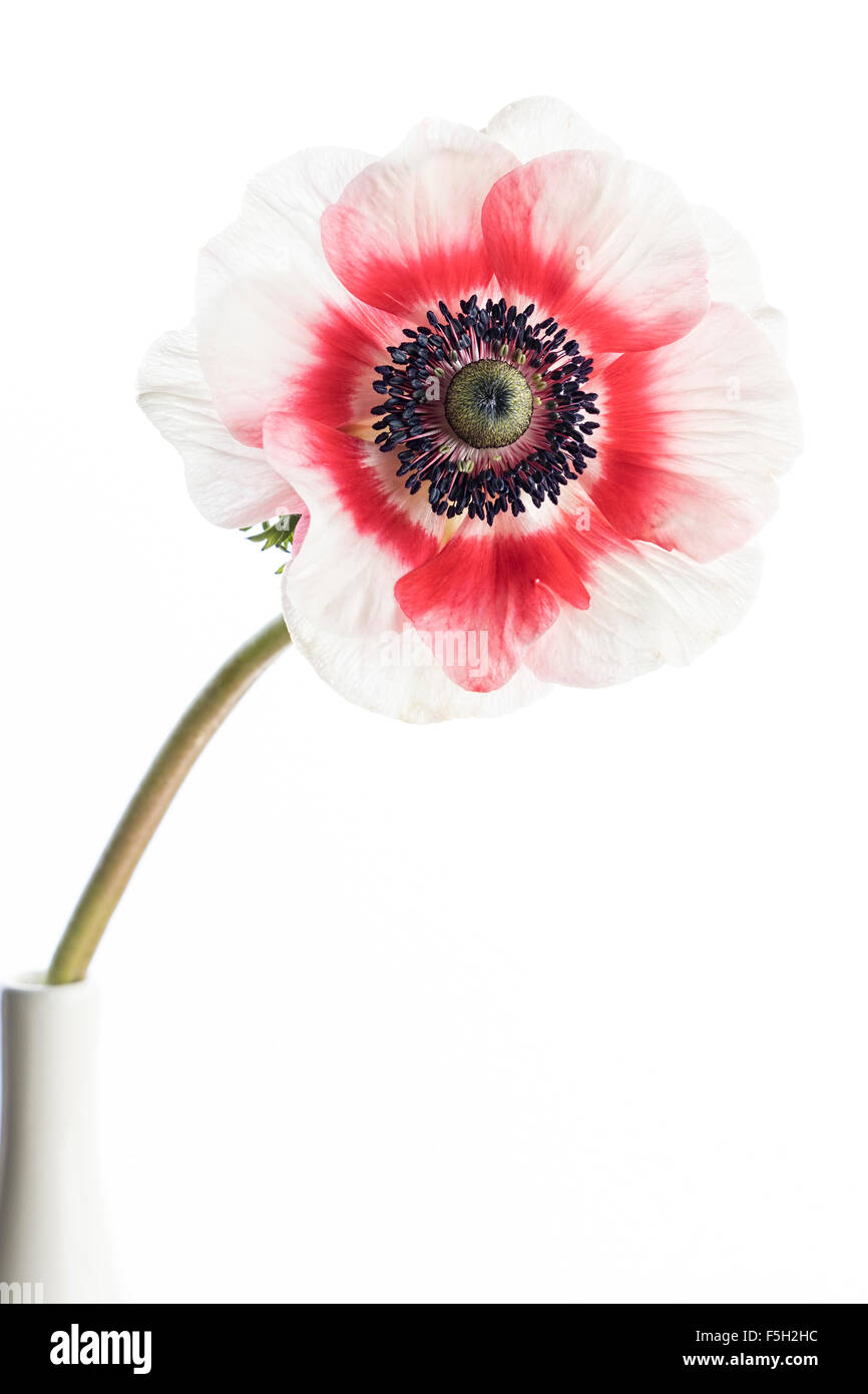 A high key photograph of a single white anemone with a red centre in a ...