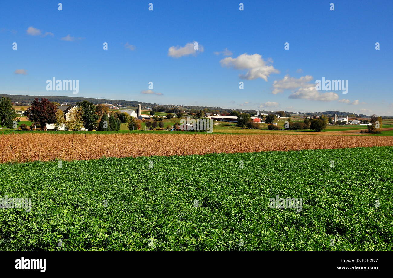 Lancaster County, Pennsylvania: Fields of produce and dried soy beans ...