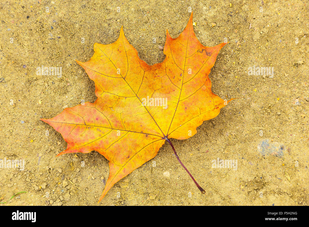 Leaf lying on ground hi-res stock photography and images - Alamy