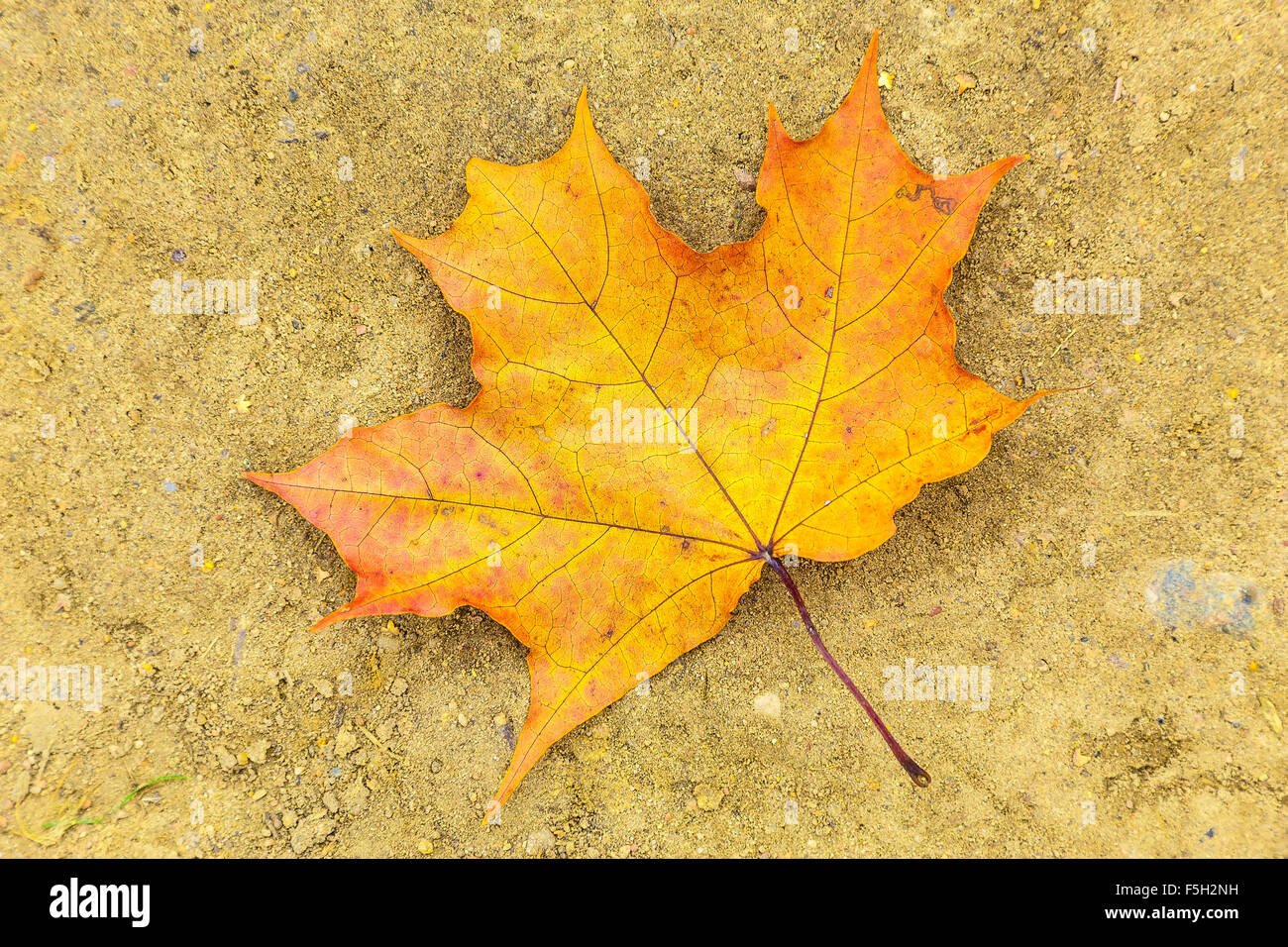 Close up maple leaf hi-res stock photography and images - Alamy