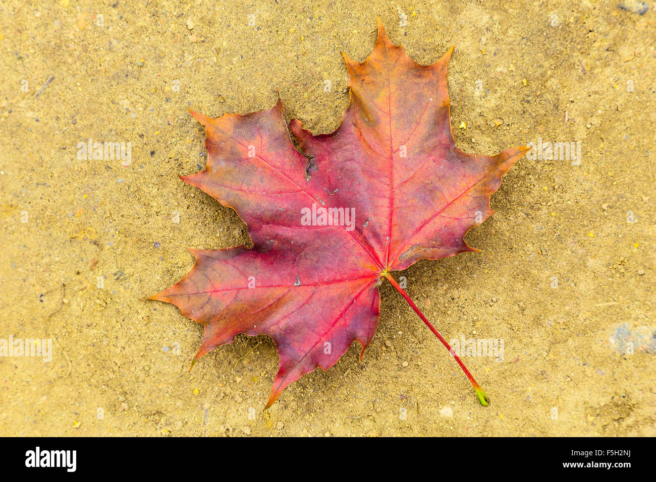 Beautiful fallen maple leaf hi-res stock photography and images - Alamy