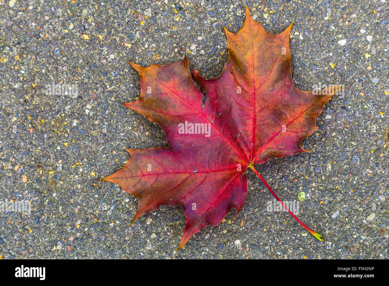 Maple leaf on road hi-res stock photography and images - Alamy