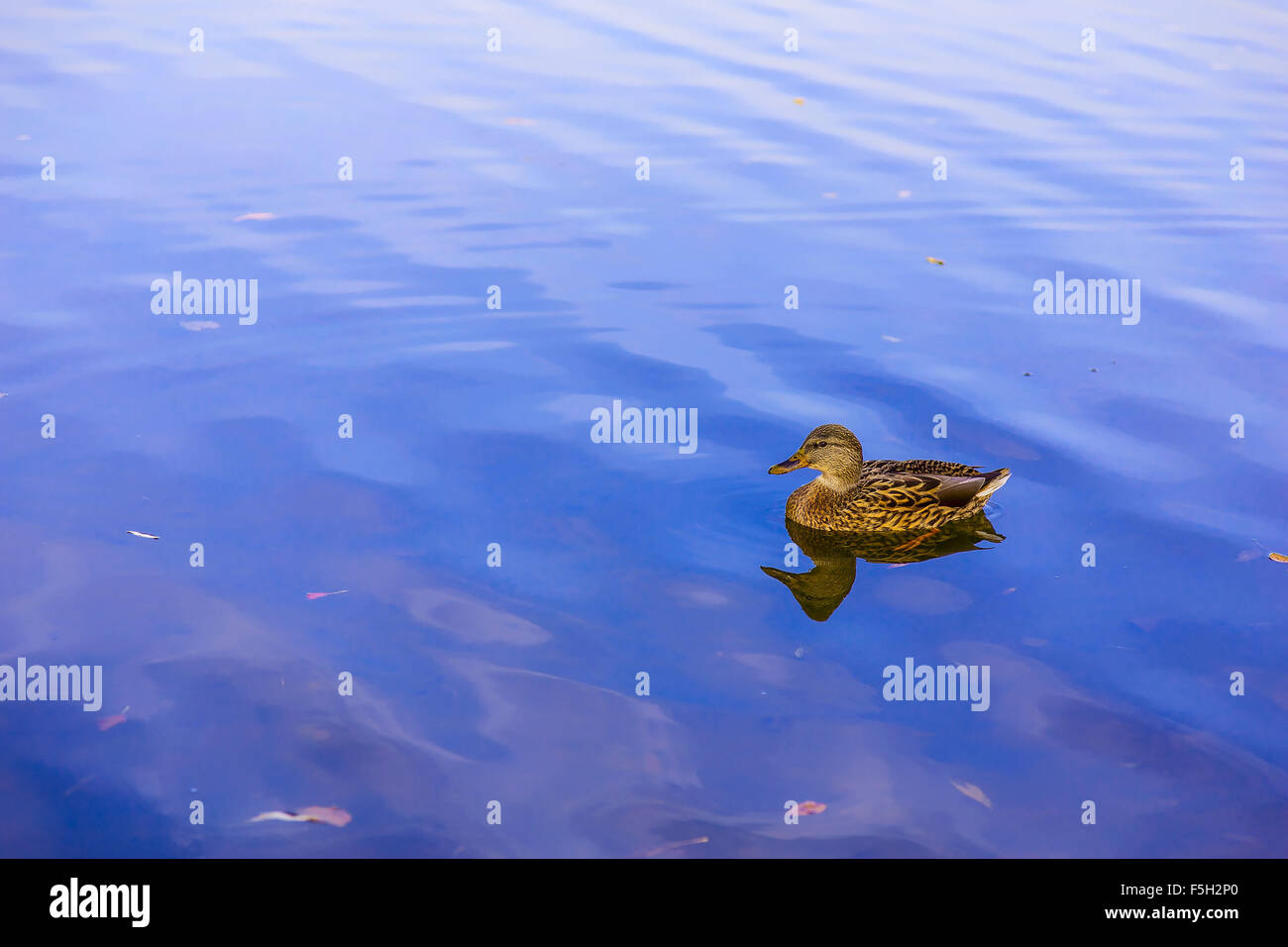 Duck with head in water hi-res stock photography and images - Alamy