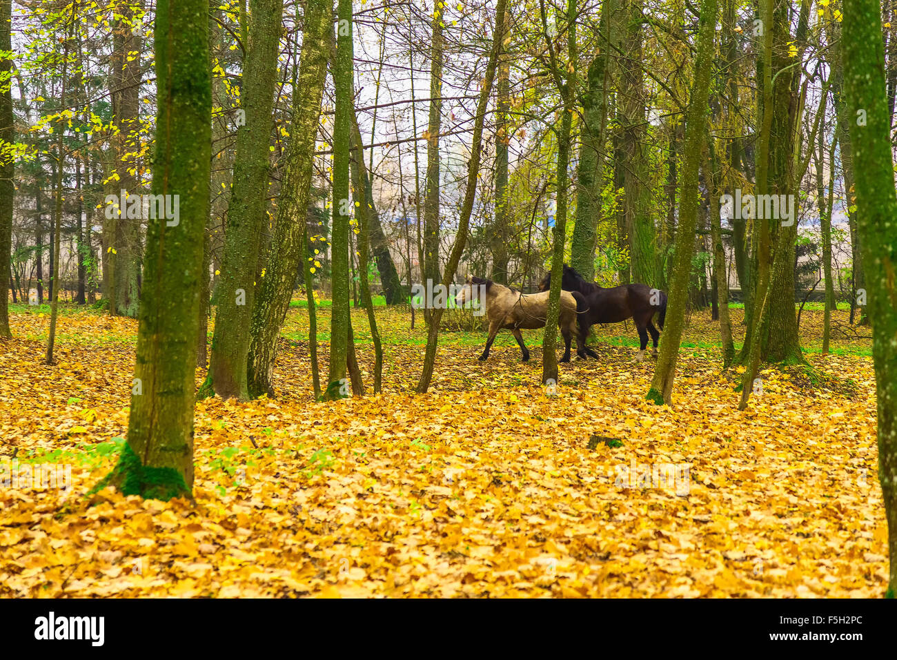 Two Horses Running in Park Among Trees and Fallen Yellow Leaves in ...