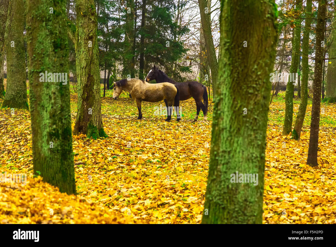 Two Horses in Park in Autumn Season Stock Photo - Alamy