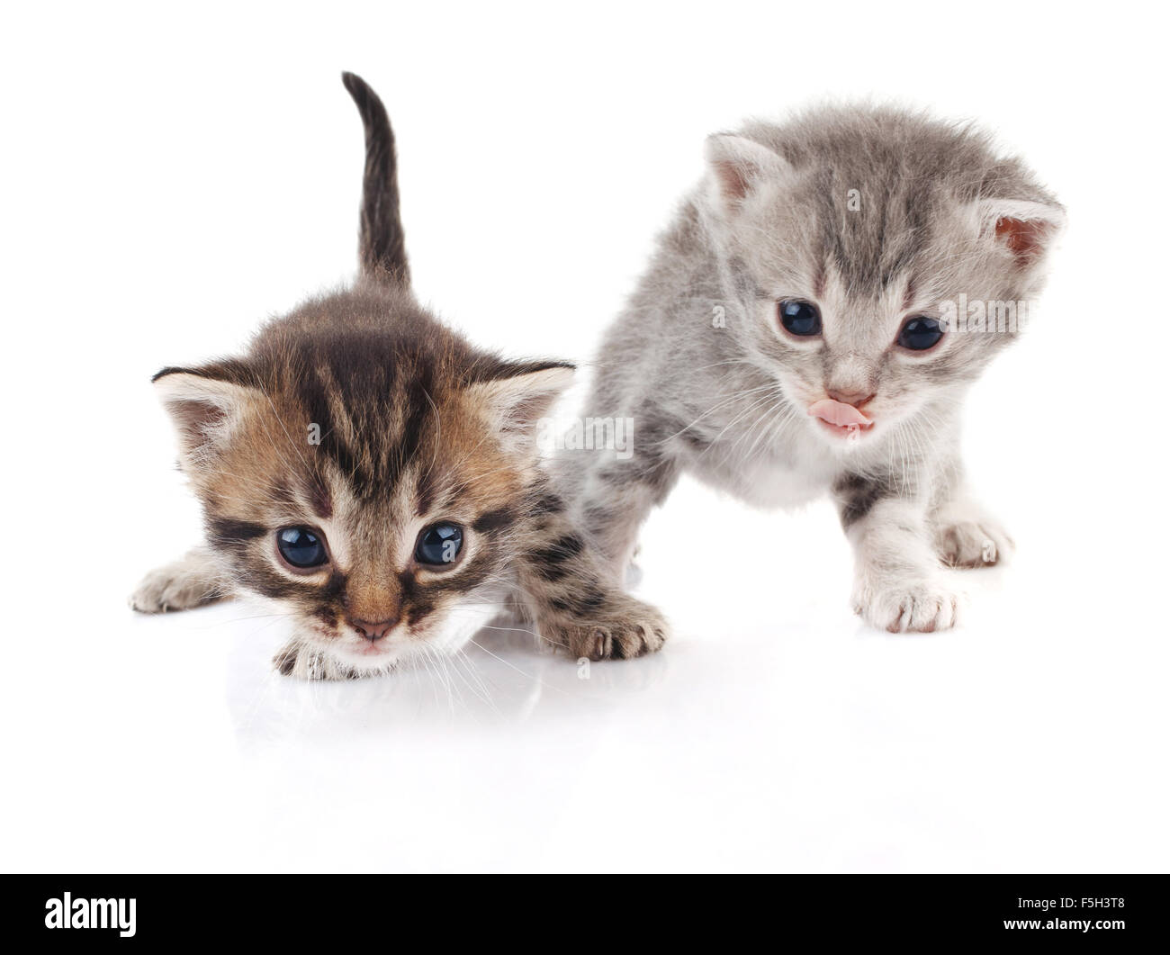 Two young animals Cut Out Stock Images & Pictures - Alamy