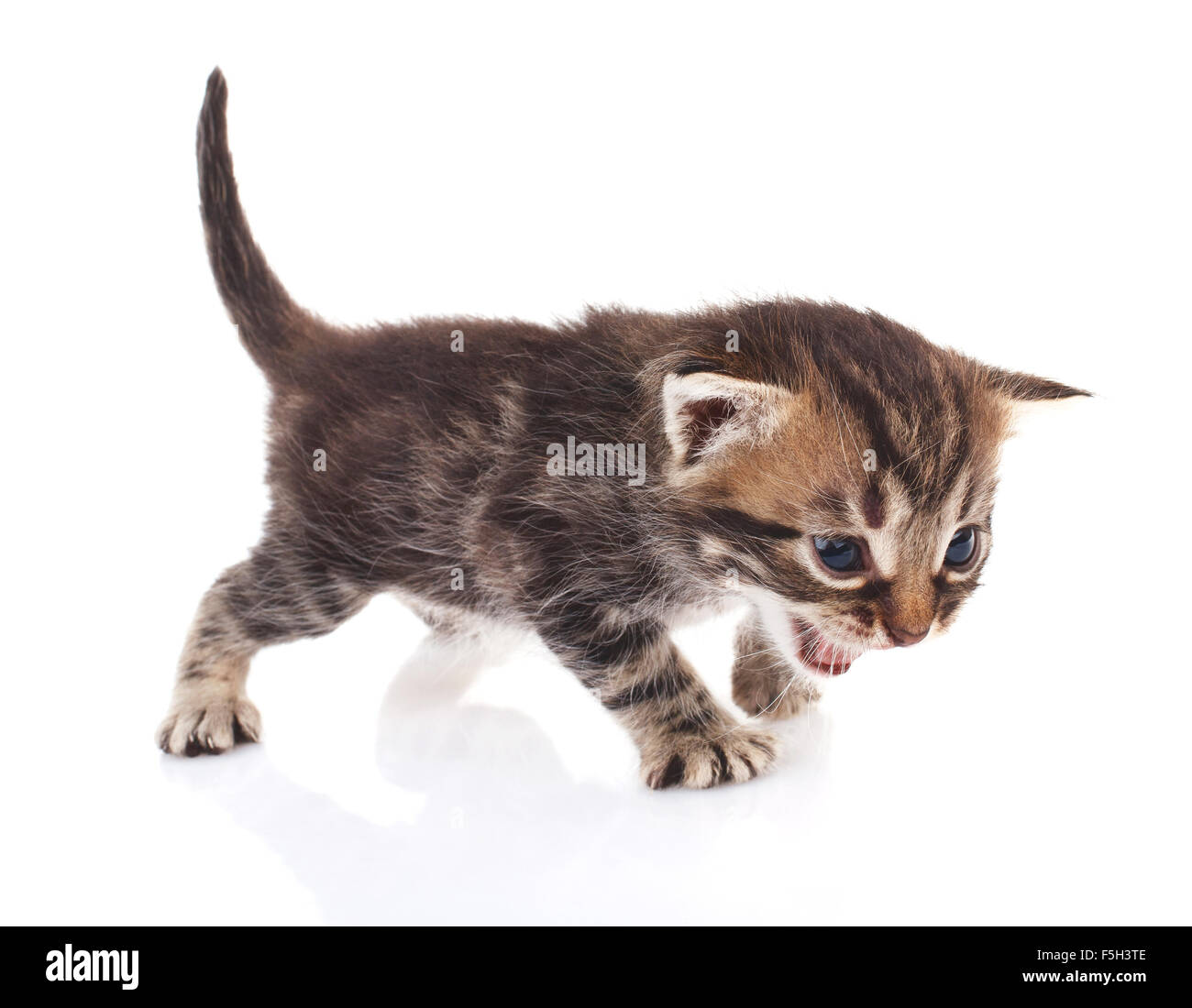 Crying kitten hi-res stock photography and images - Alamy