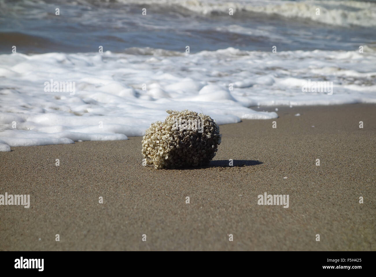 mediterranean sea sponge on Italian coast Stock Photo - Alamy