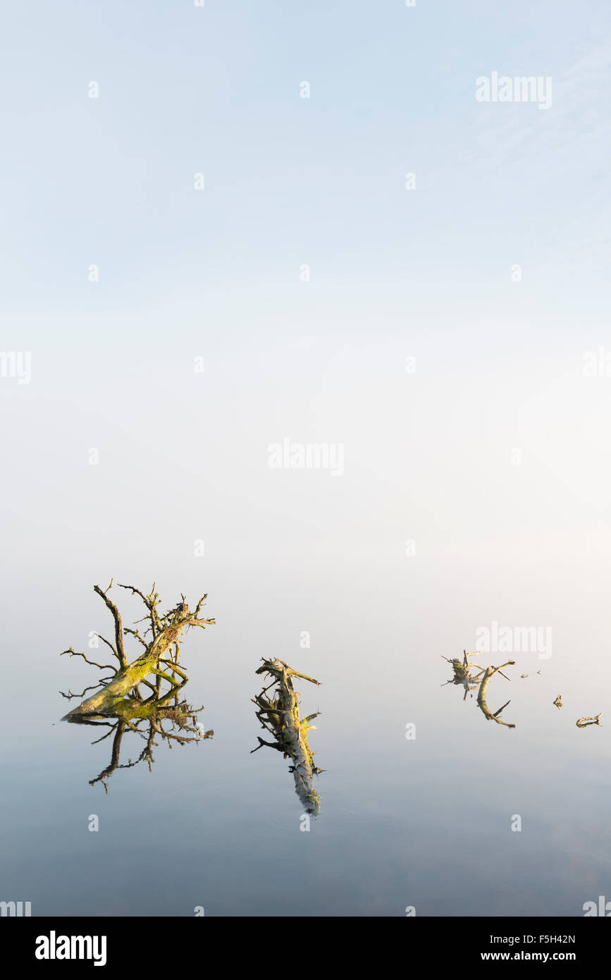 Submerged Tree Branches Reflected in the Water at Loch of Skene in ...