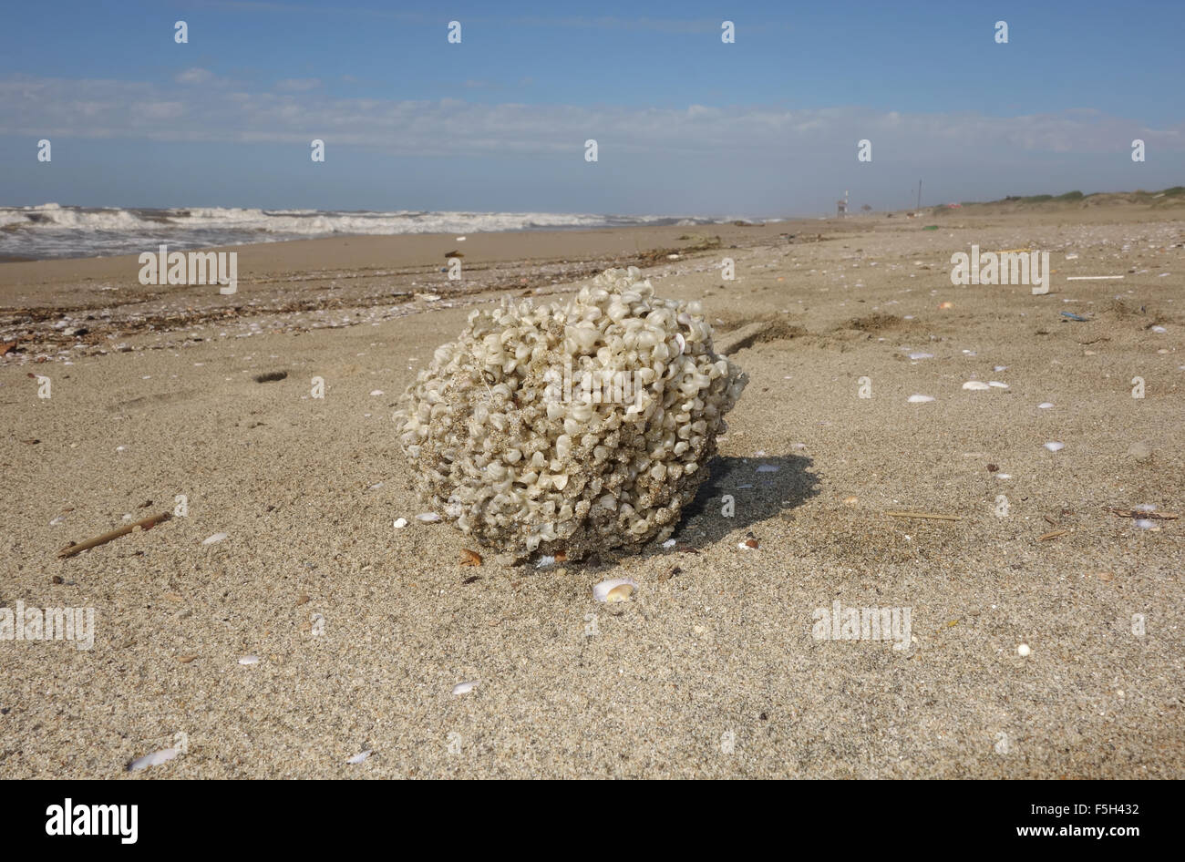 mediterranean sea sponge on Italian coast Stock Photo - Alamy