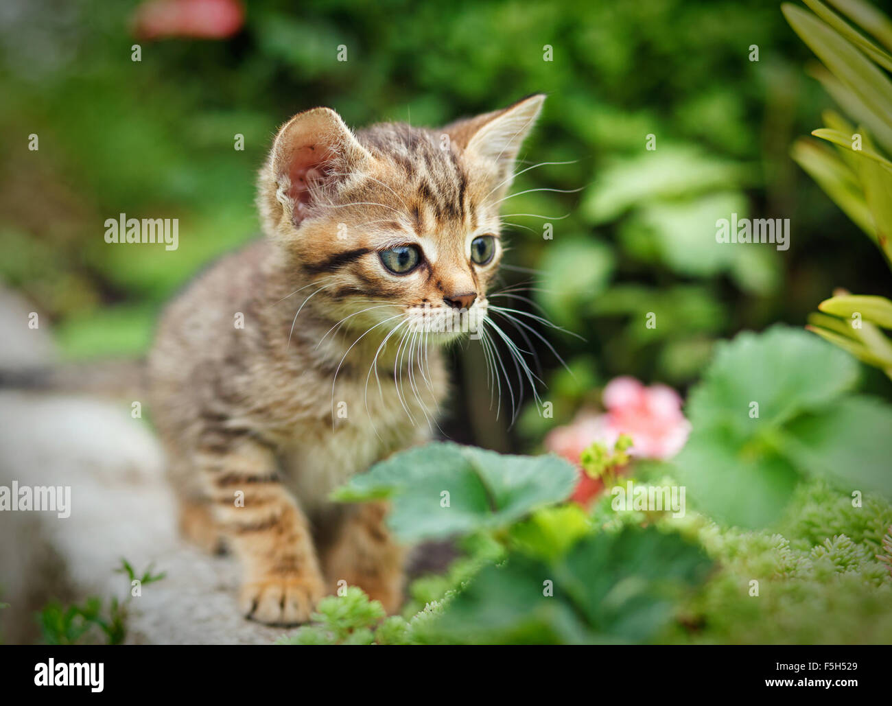 One cute tabby kitten hi-res stock photography and images - Alamy