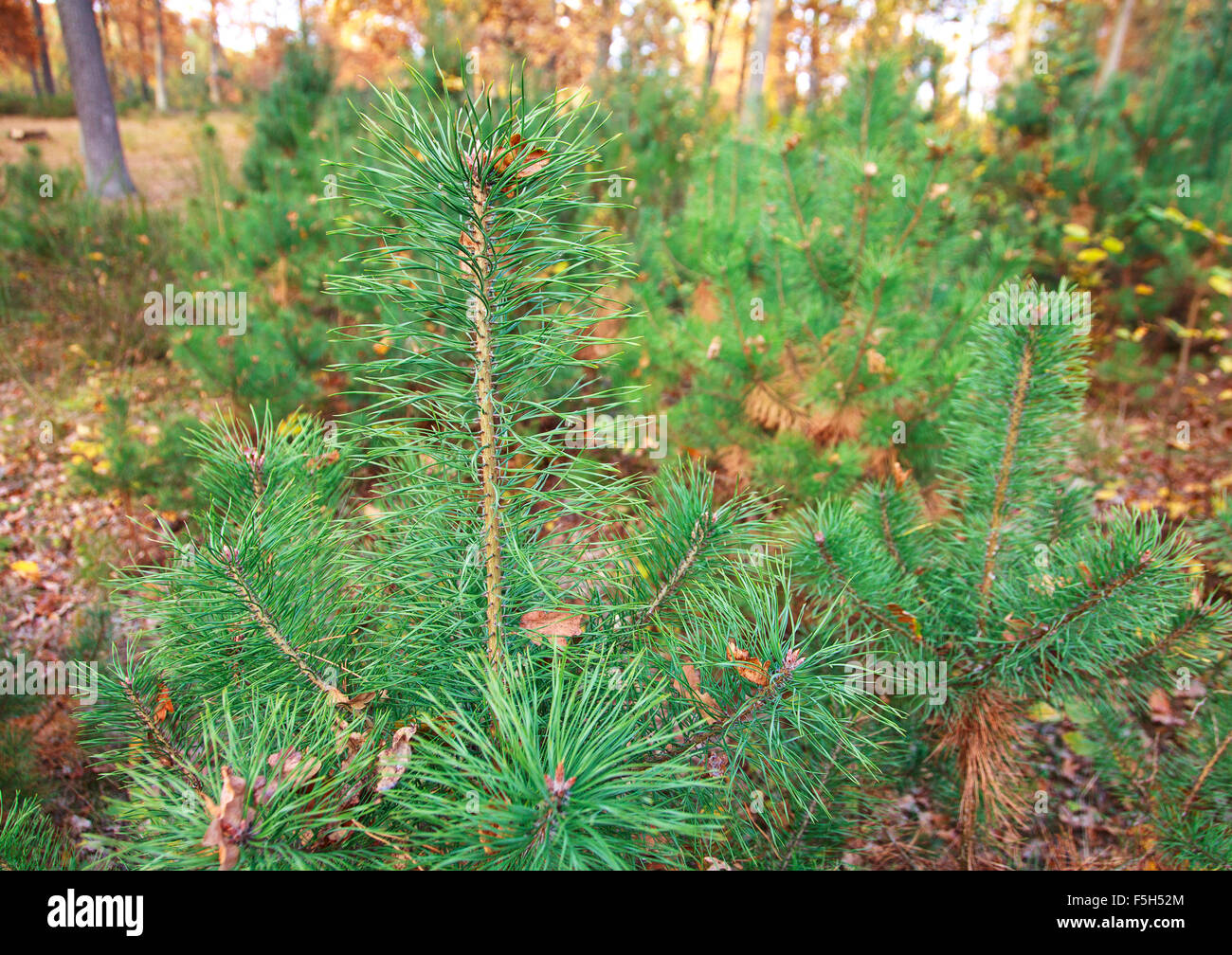 Natural pine fir tree hi-res stock photography and images - Alamy