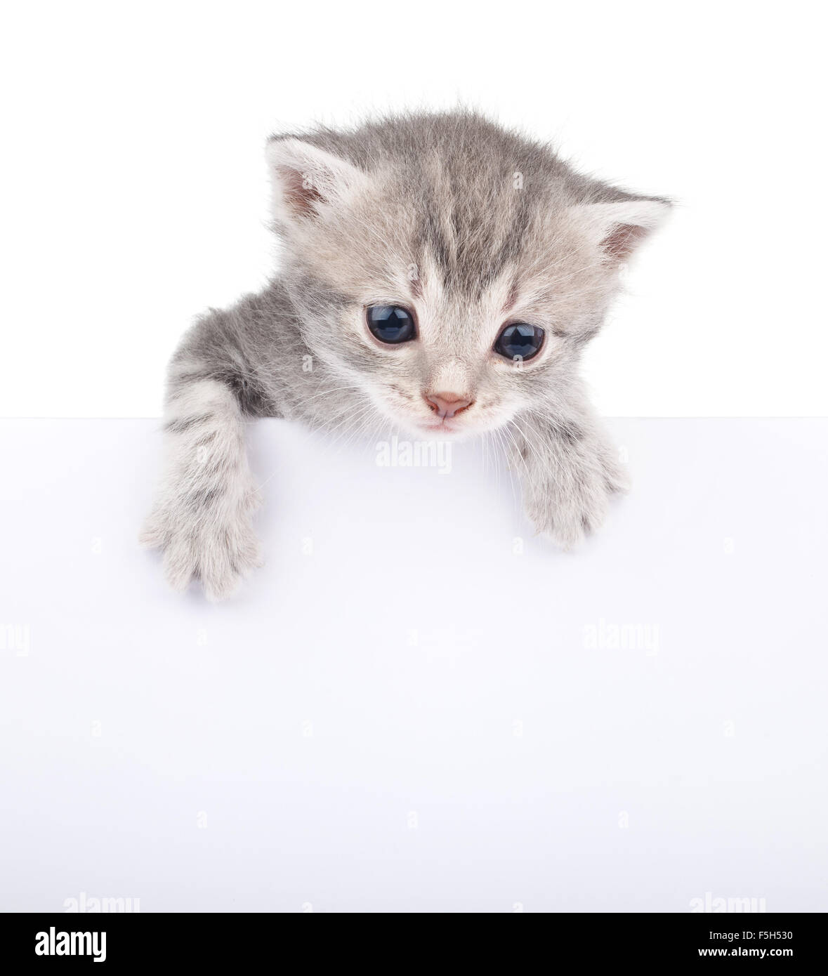 gray cat with white board Stock Photo - Alamy