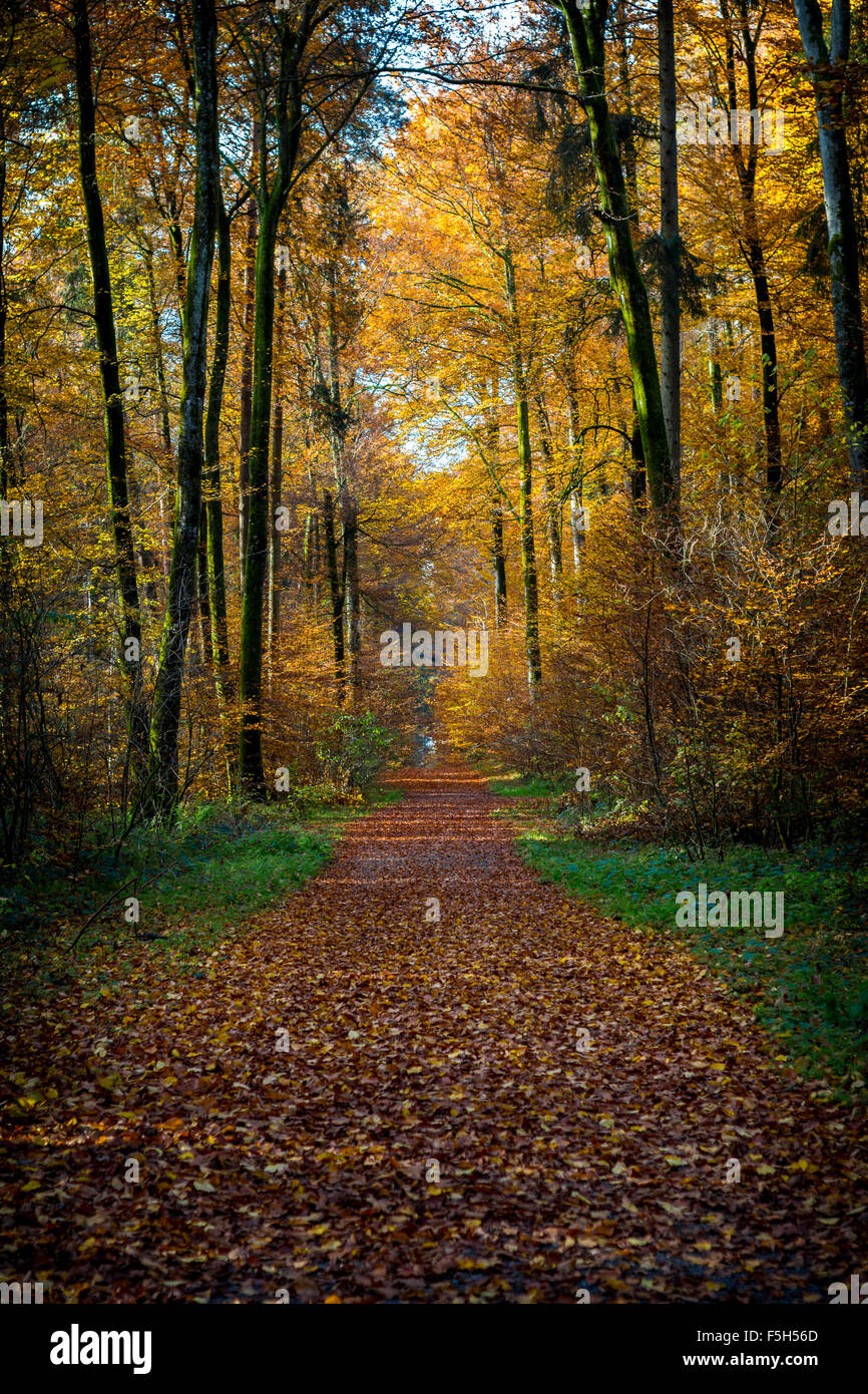 Fall alley germany hi-res stock photography and images - Alamy