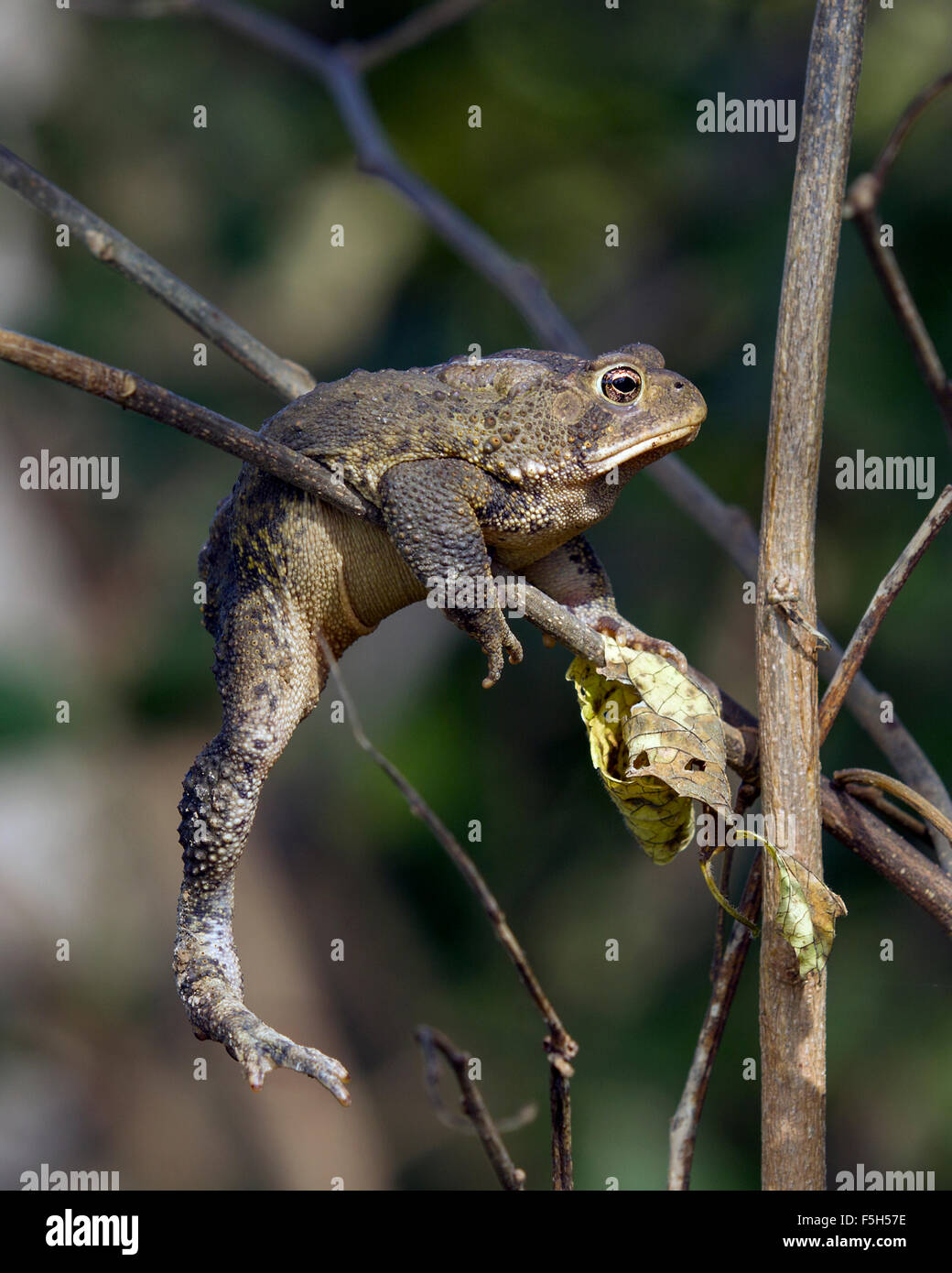 Funny toad hi-res stock photography and images - Alamy