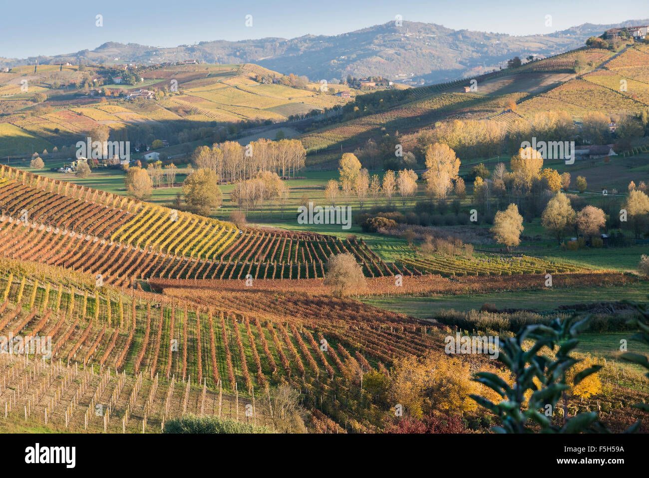Piedmont, Italy, panorama of vineyards of Piedmont: Langhe-Roero and ...