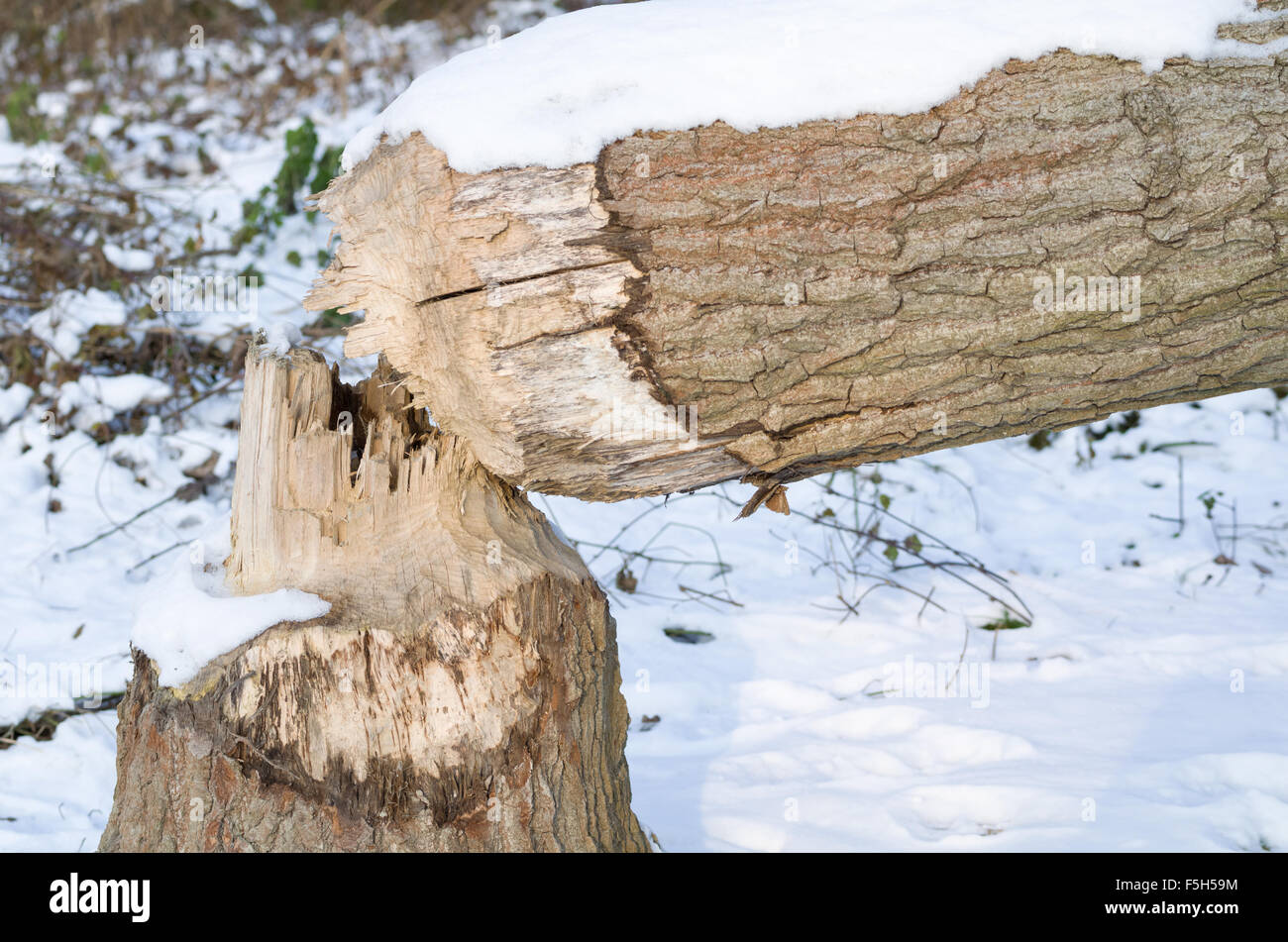 Horizontal cut fallen log hi-res stock photography and images - Alamy
