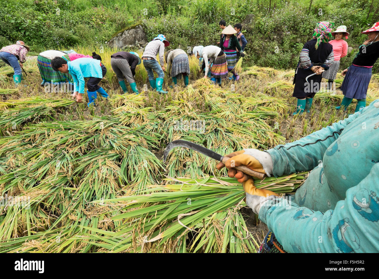 Hmong rice hi-res stock photography and images - Alamy