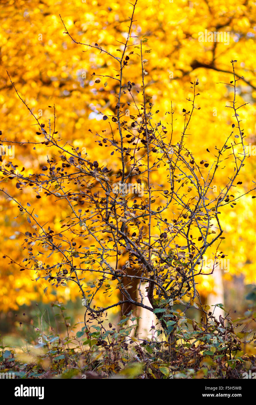 fall autumn leaves tree Stock Photo - Alamy