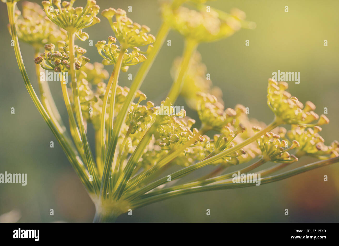 Dill bloom hi-res stock photography and images - Alamy
