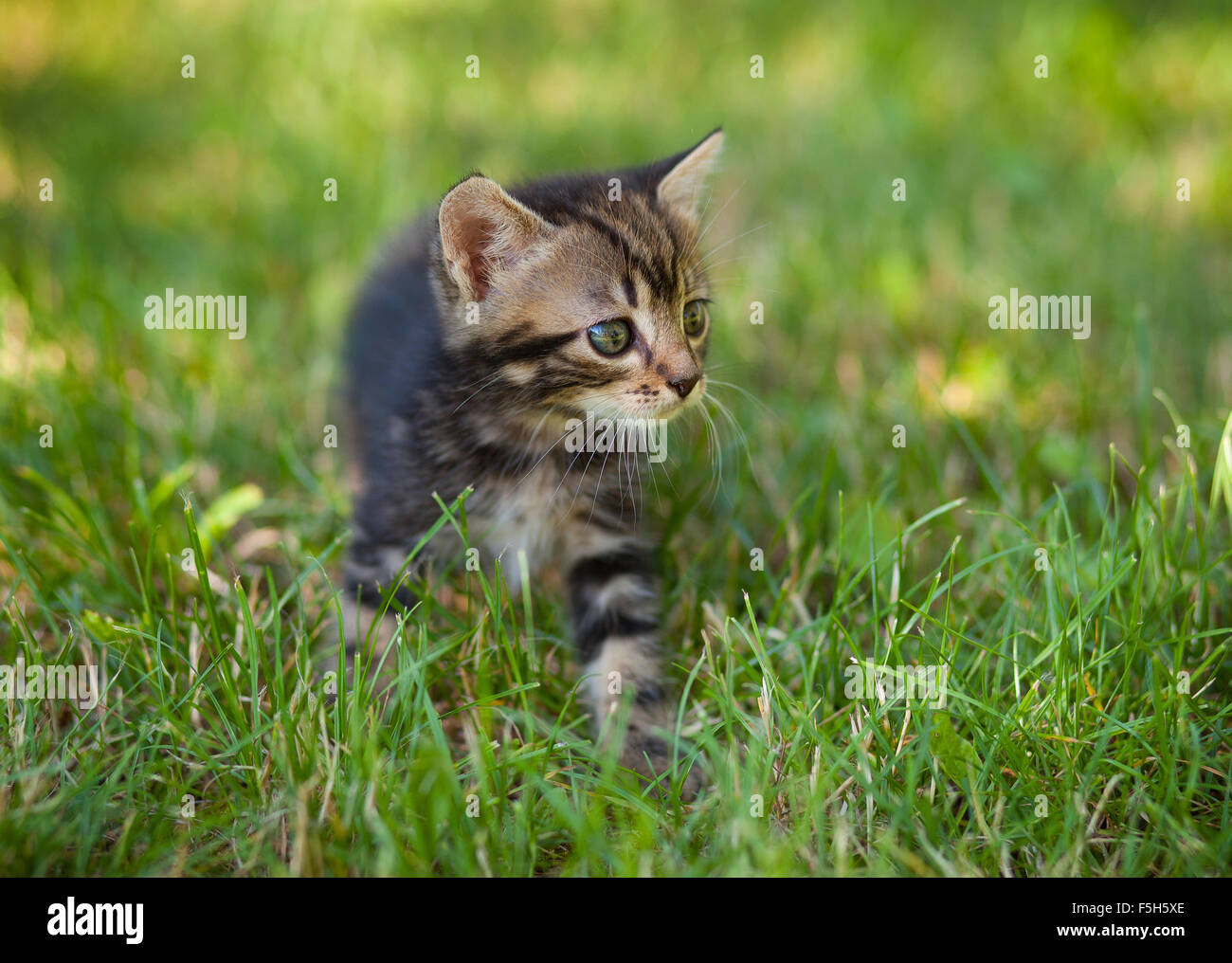 Cat grass hi-res stock photography and images - Alamy