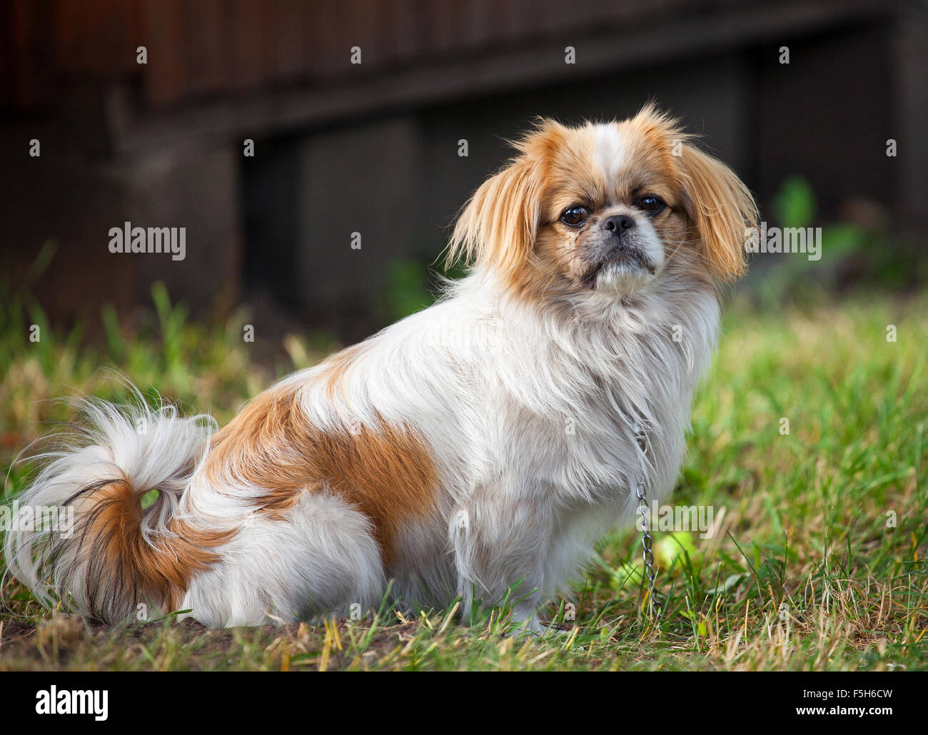 Pekingese hi-res stock photography and images - Alamy