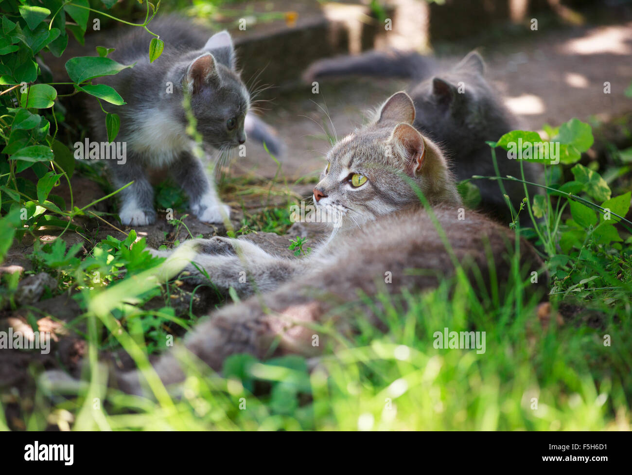 Three kittens playing in the grass Stock Photo - Alamy