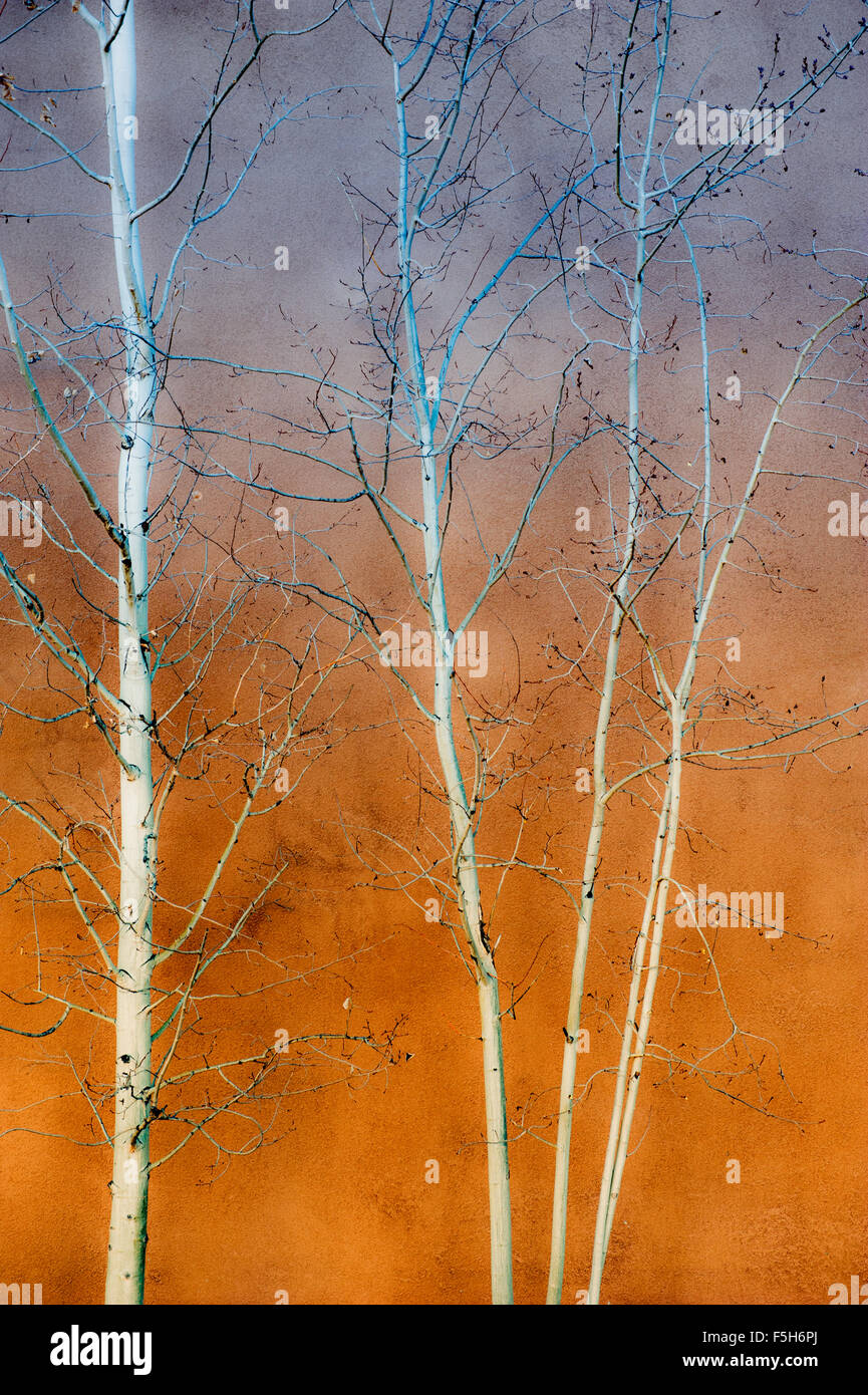 willowy trees in abstract with orange and blue Stock Photo - Alamy
