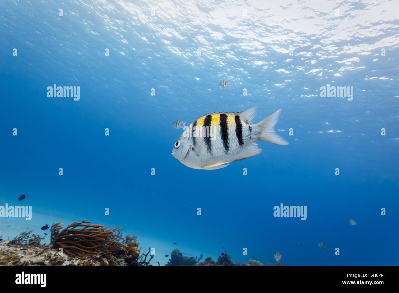 Close-up of tropical Sergeant Major fish swimming in blue water with ...