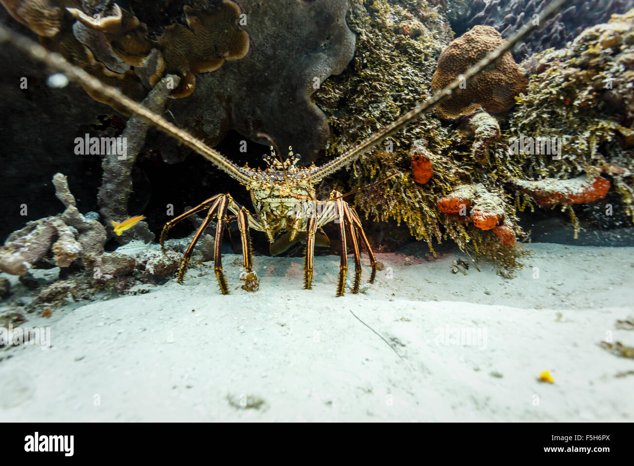 Close-up view of face and antennae of spiny lobster walking on sand ...