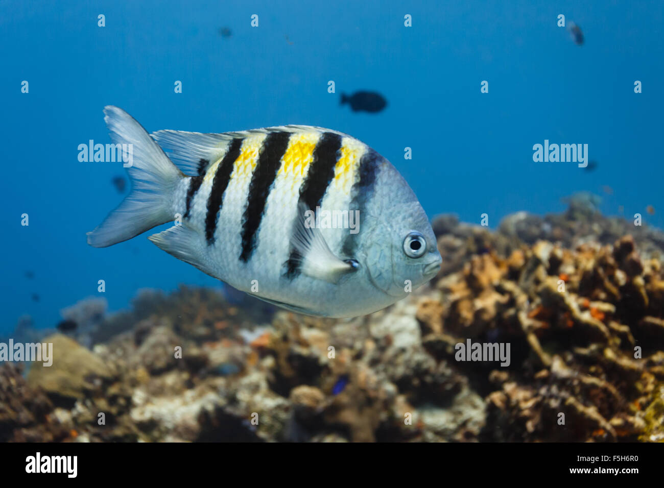 Close-up of tropical Sergeant Major fish swimming in blue water with ...