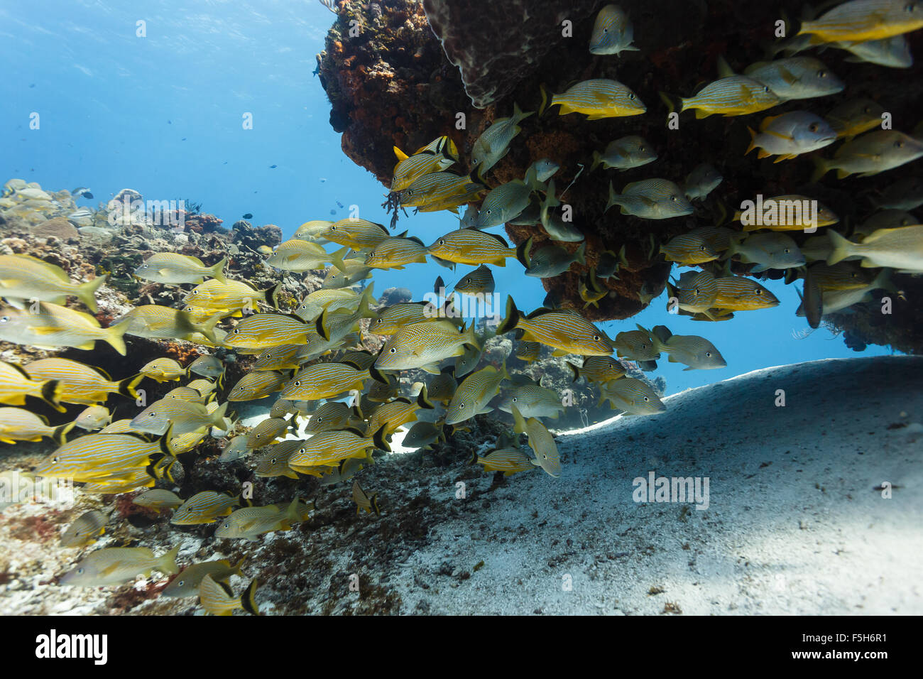 School of yellow tropical fish swims under an outcrop of rock on coral ...