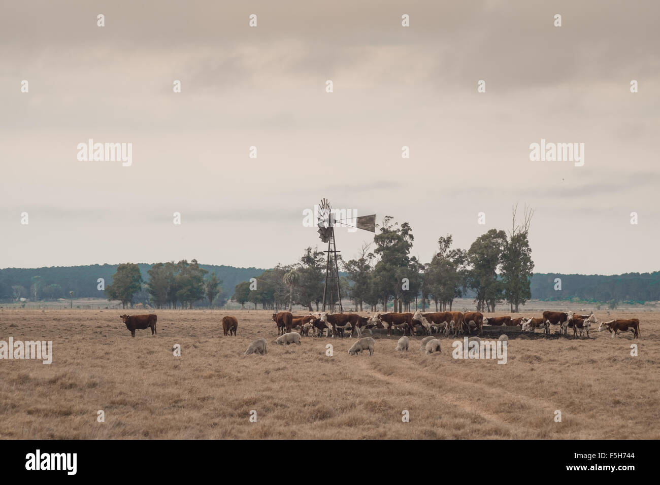 Uruguayan countryside with cattle on endless plains Stock Photo - Alamy