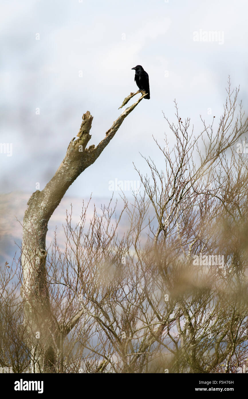 crow sitting on top of a dead tree surveying the countryside Stock ...