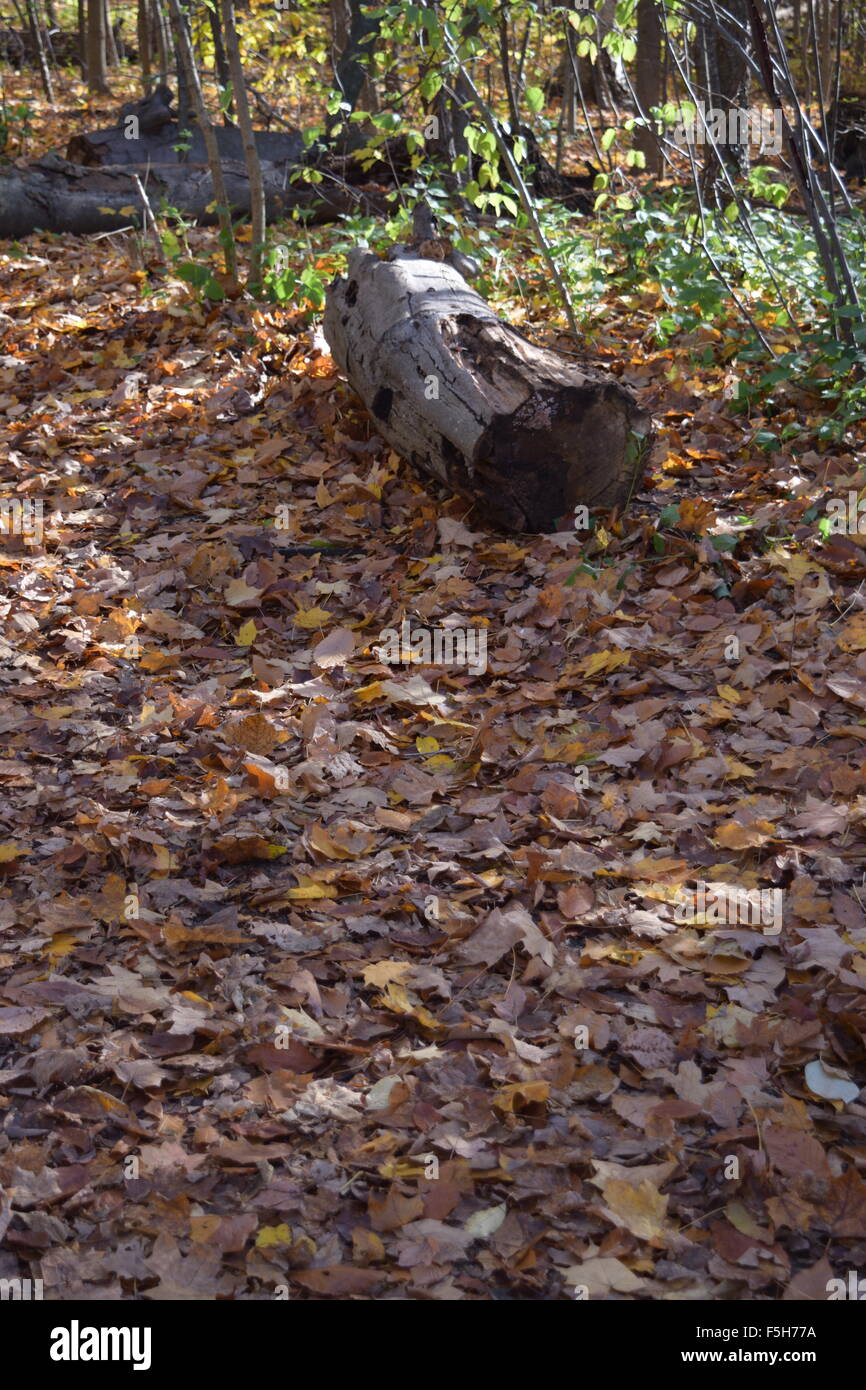 Log in the woods Stock Photo - Alamy