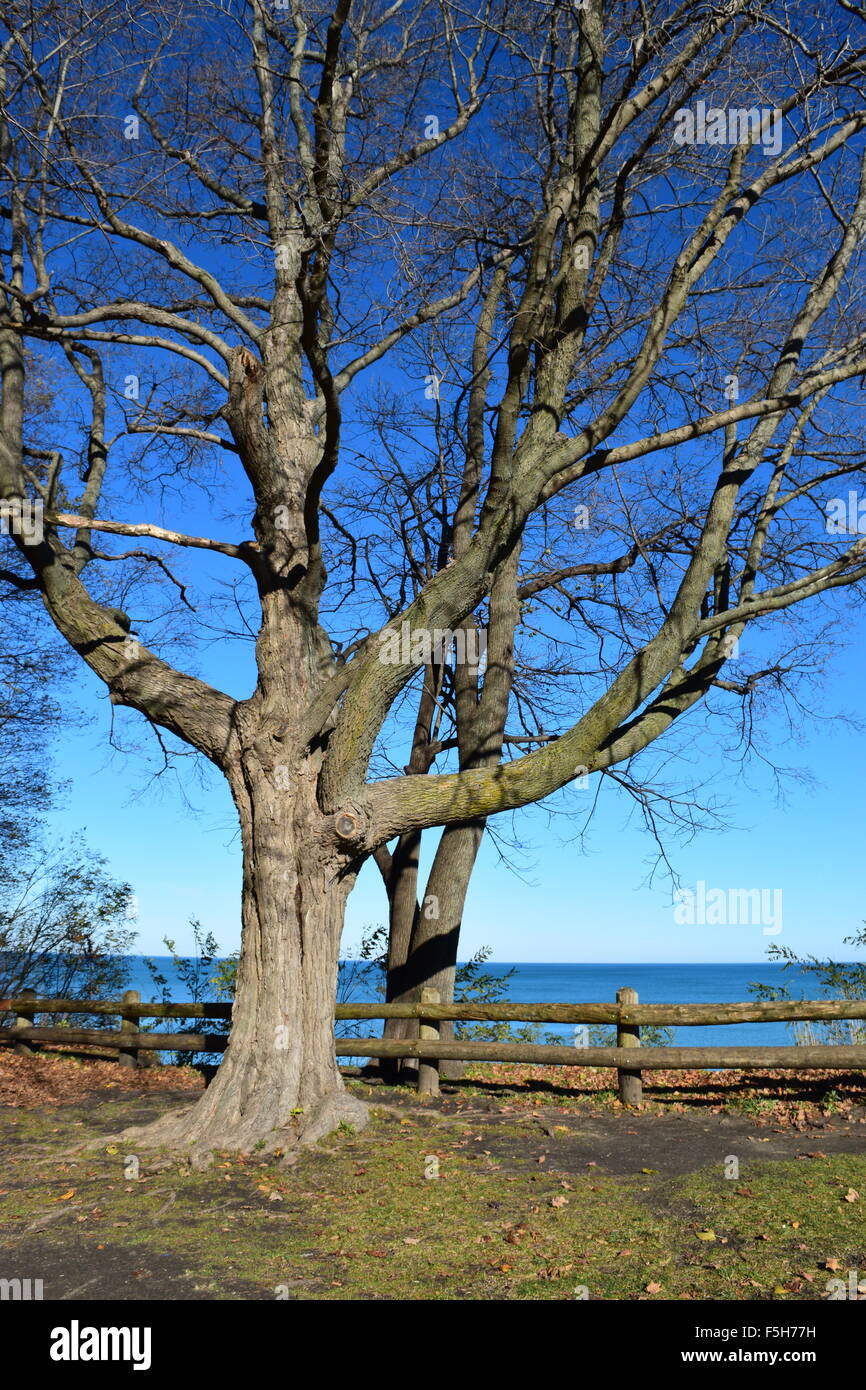 Tree by the water Stock Photo - Alamy