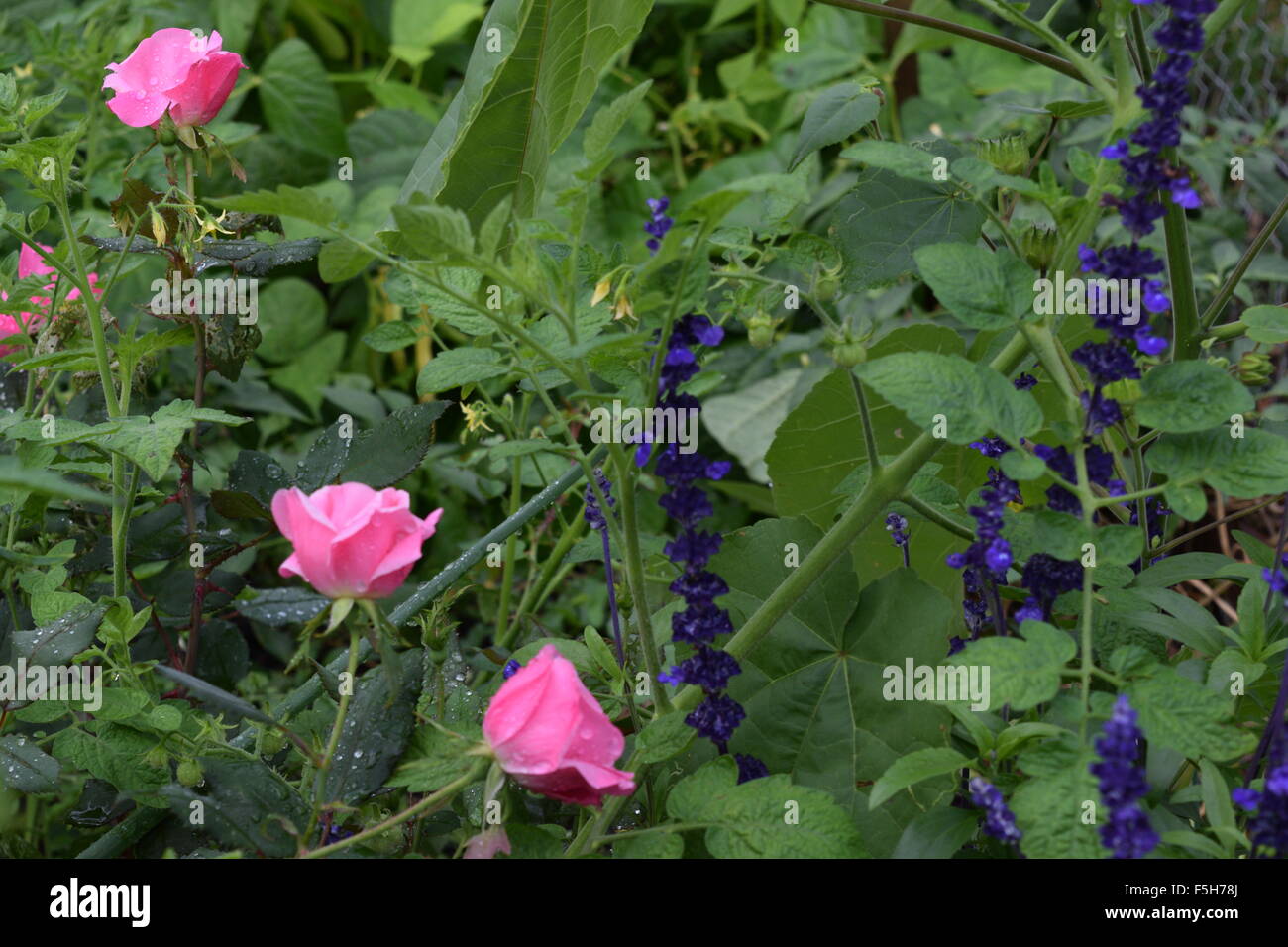 Quite flowers hi-res stock photography and images - Alamy