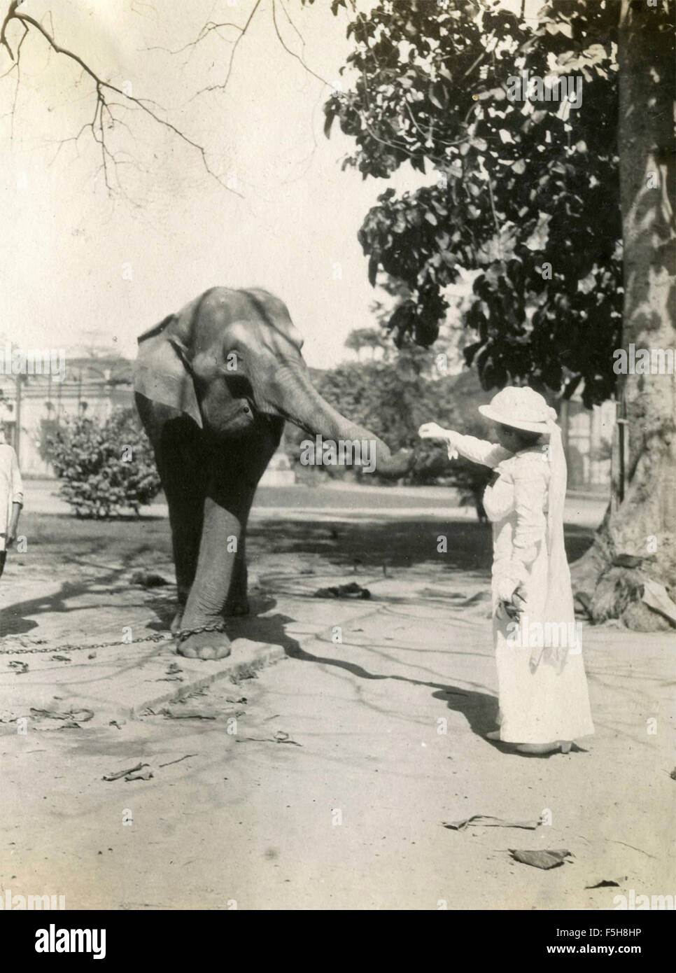 Dressed elephant hi-res stock photography and images - Alamy